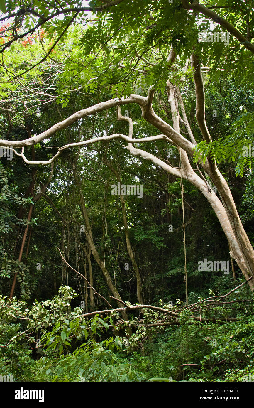 Tropical forest at Welshman Hall Gully, St Thomas, Barbados Stock Photo ...