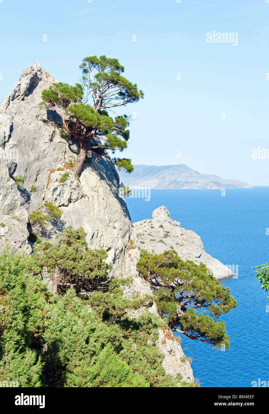 juniper tree on rock ("Novyj Svit" reserve, Crimea, Ukraine Stock Photo ...