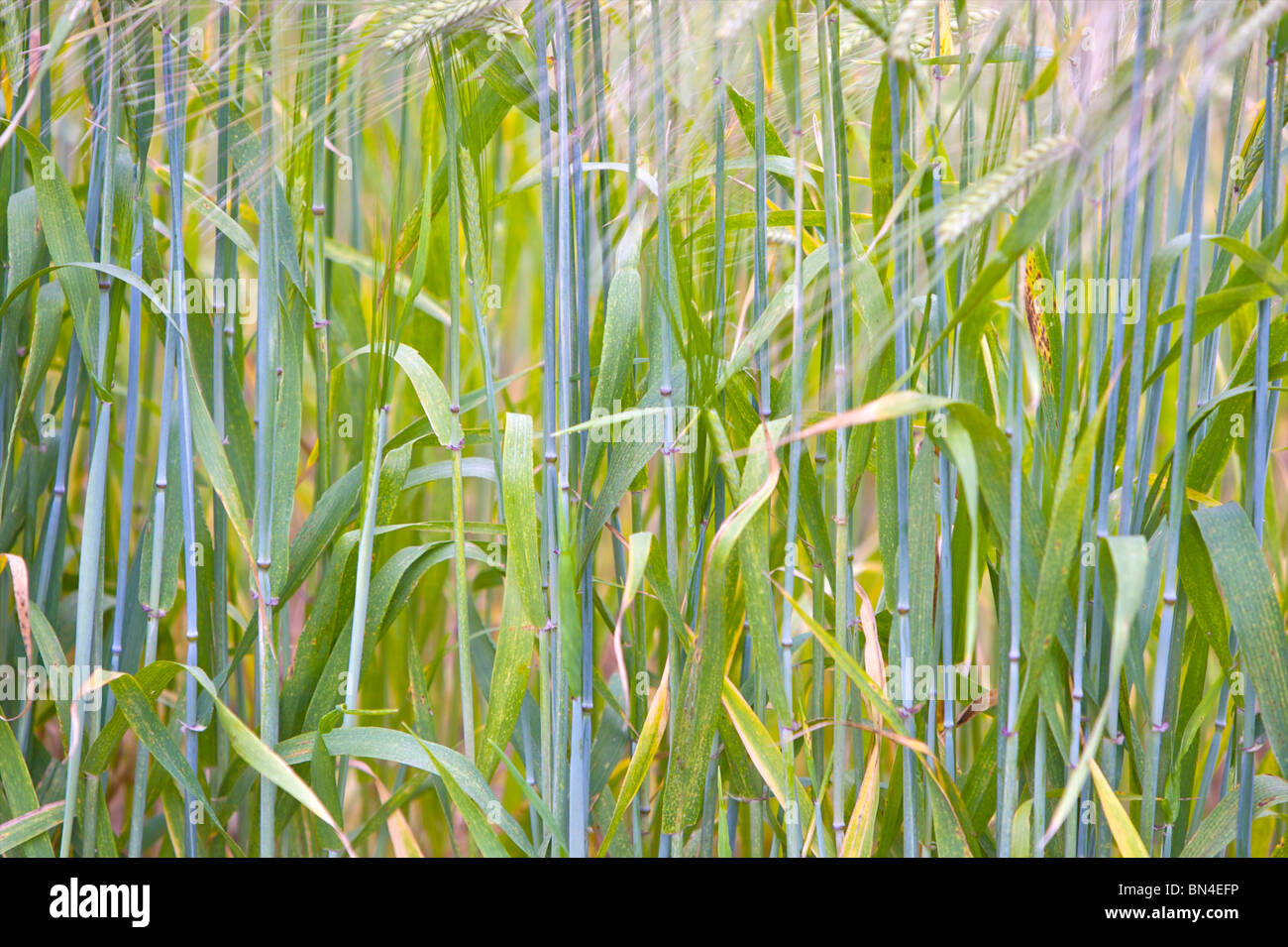 Lush green fields of crops in the Cornish country side Stock Photo - Alamy