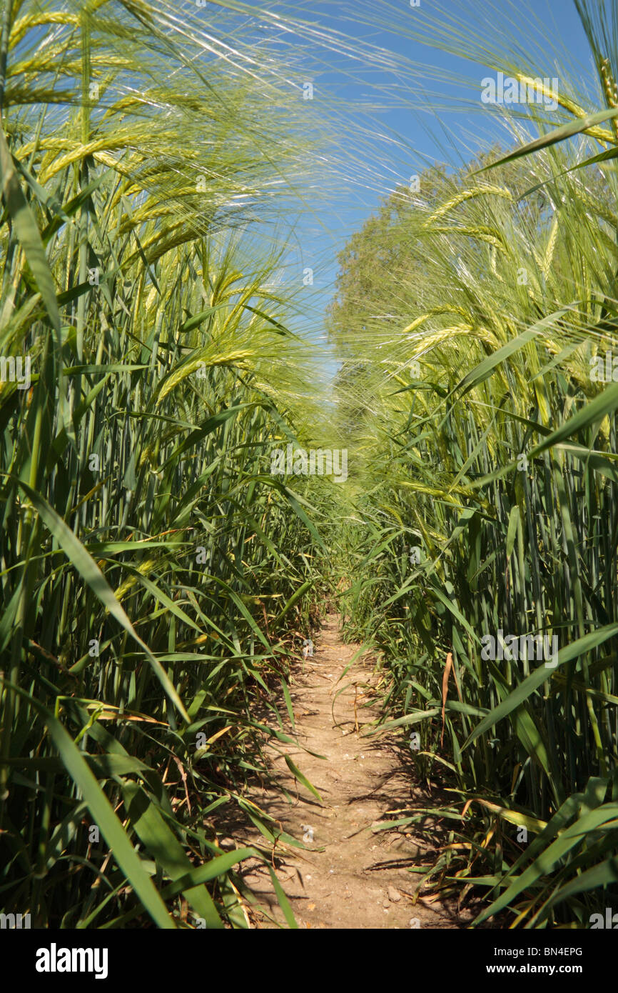 Ground level view in a field hi-res stock photography and images - Alamy