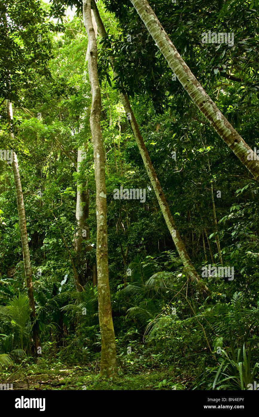 Tropical forest at Welshman Hall Gully, St Thomas, Barbados Stock Photo ...