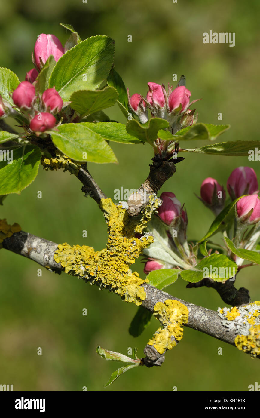 Lichen on apple tree hi-res stock photography and images - Alamy