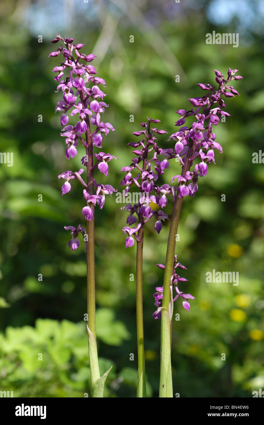 Early purple orchids (Orchis mascula) flowering spikes in spring ...