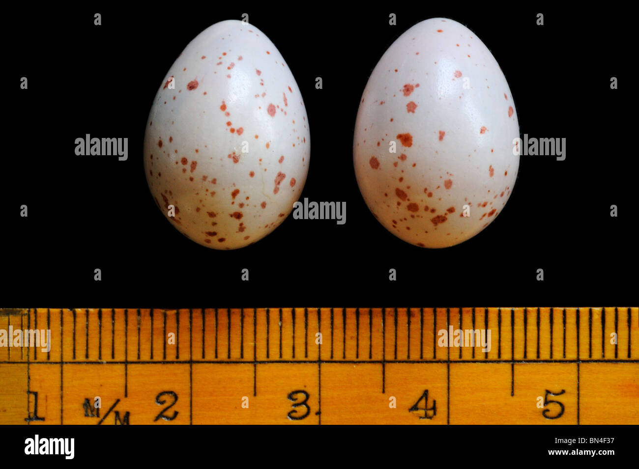 Two eggs of a Great Tit (Parus major Stock Photo - Alamy