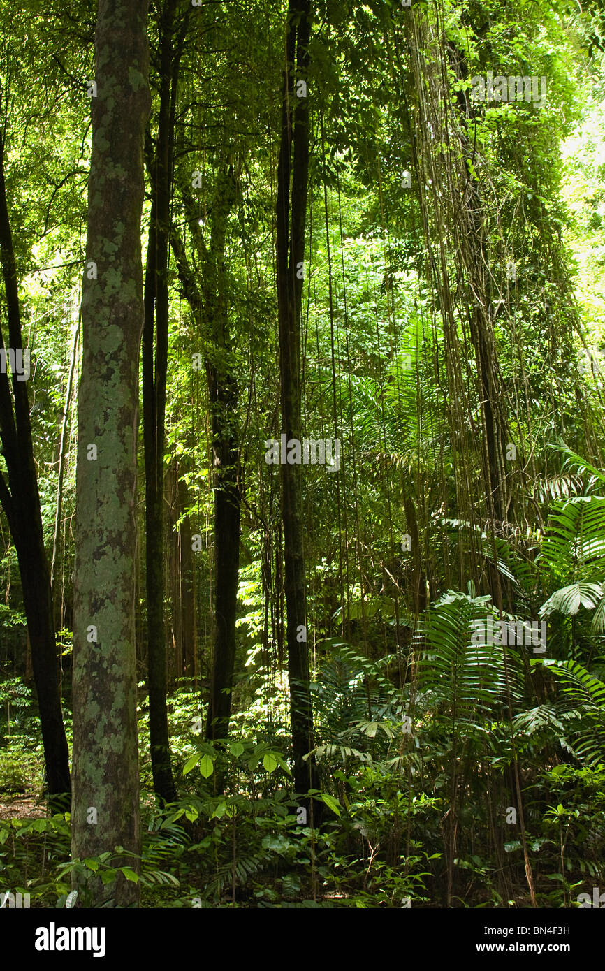 Tropical forest at Welshman Hall Gully, St Thomas, Barbados Stock Photo ...