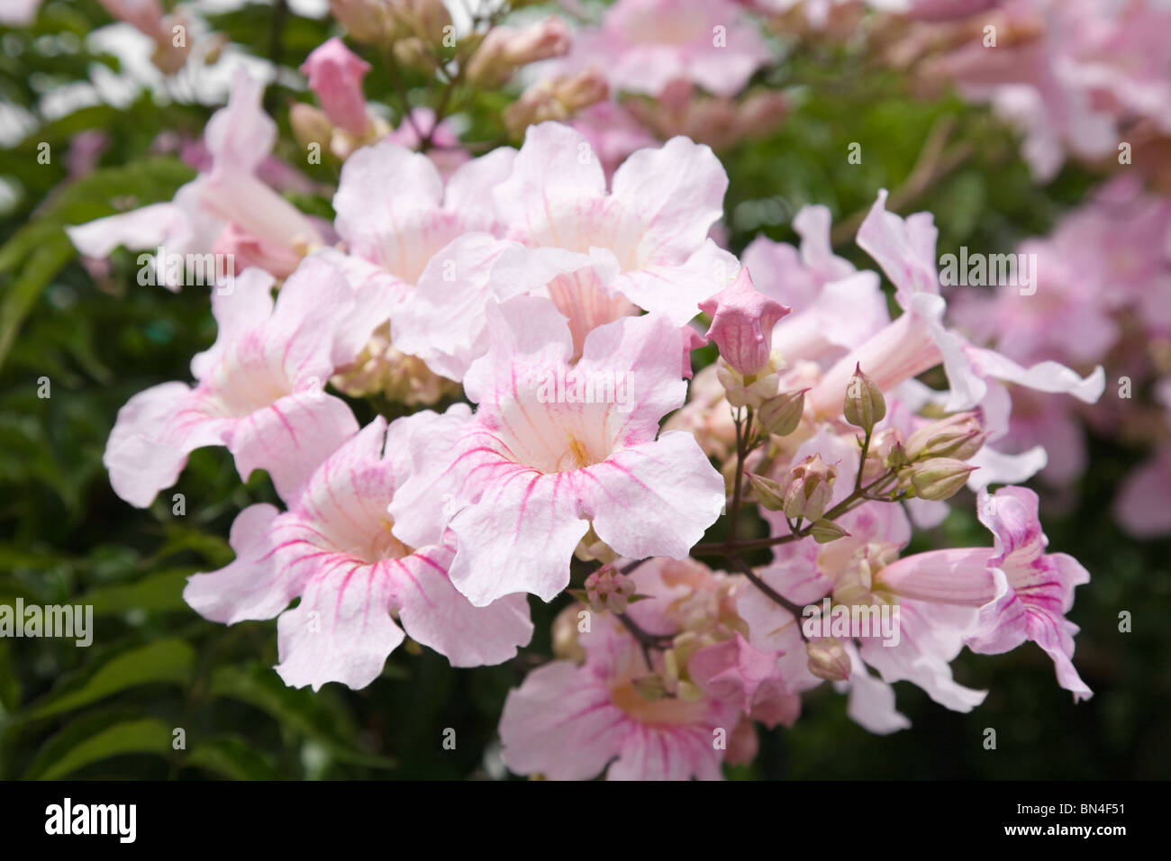 large flower cluster of Pandorea Ricasoliana (pink tecoma, pink trumpet ...