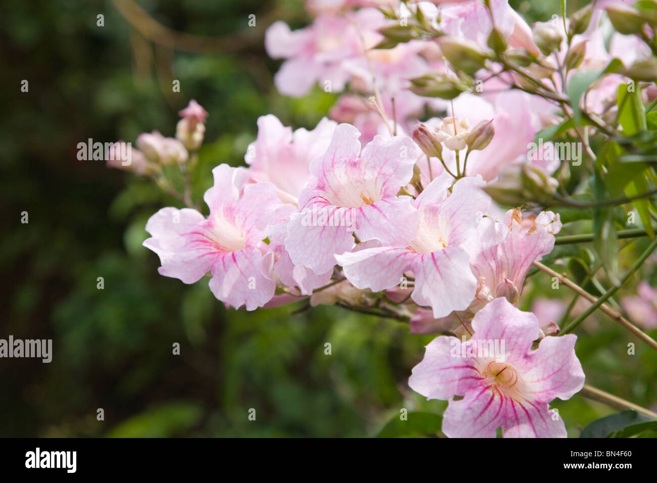 large flower cluster of Pandorea Ricasoliana (pink tecoma; pink trumpet ...