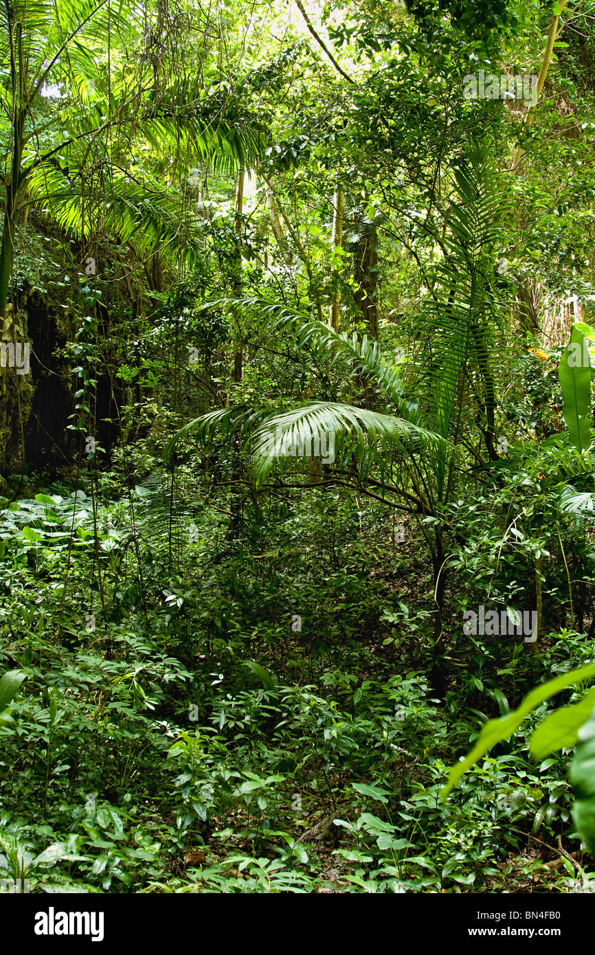 Tropical forest at Welshman Hall Gully, St Thomas, Barbados Stock Photo ...