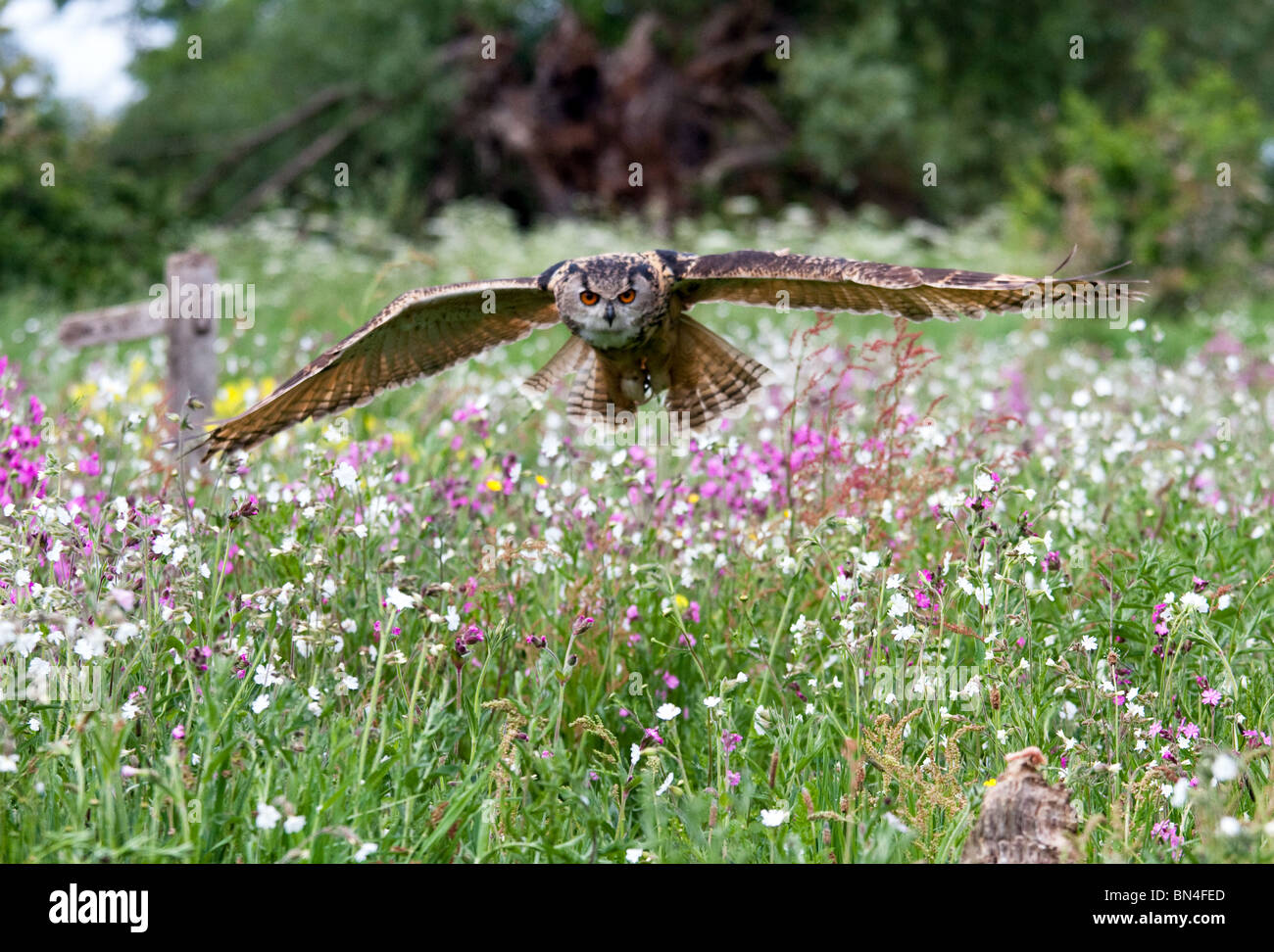 Soaring owl hi-res stock photography and images - Alamy
