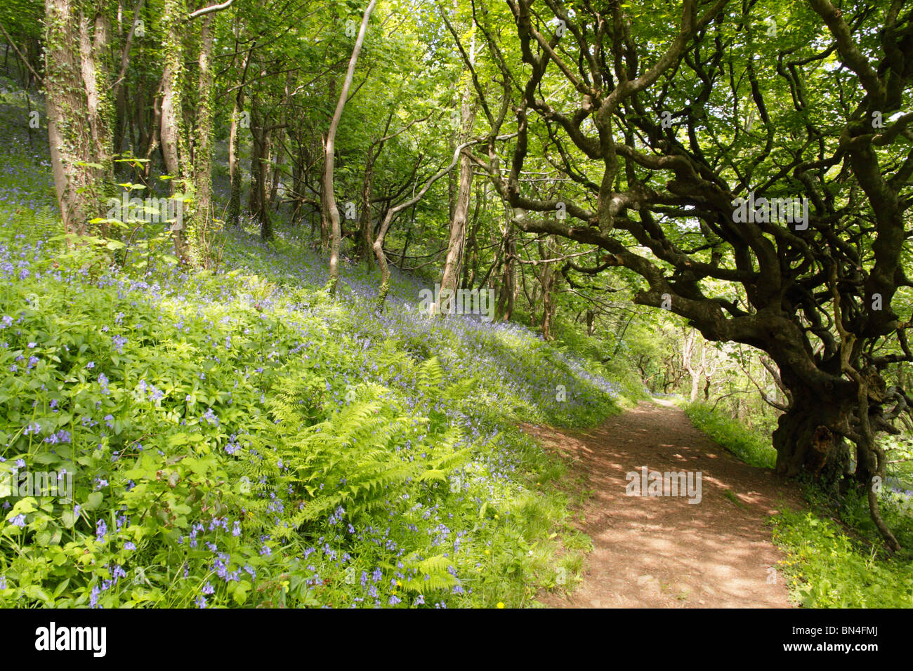 Shaded path through old woodland with spring growth and bluebells Stock ...