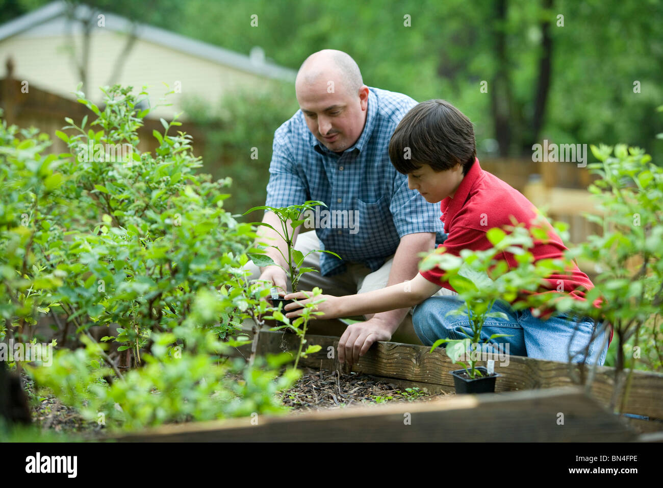 Father and son planting vegetables in their raised-bed home garden ...
