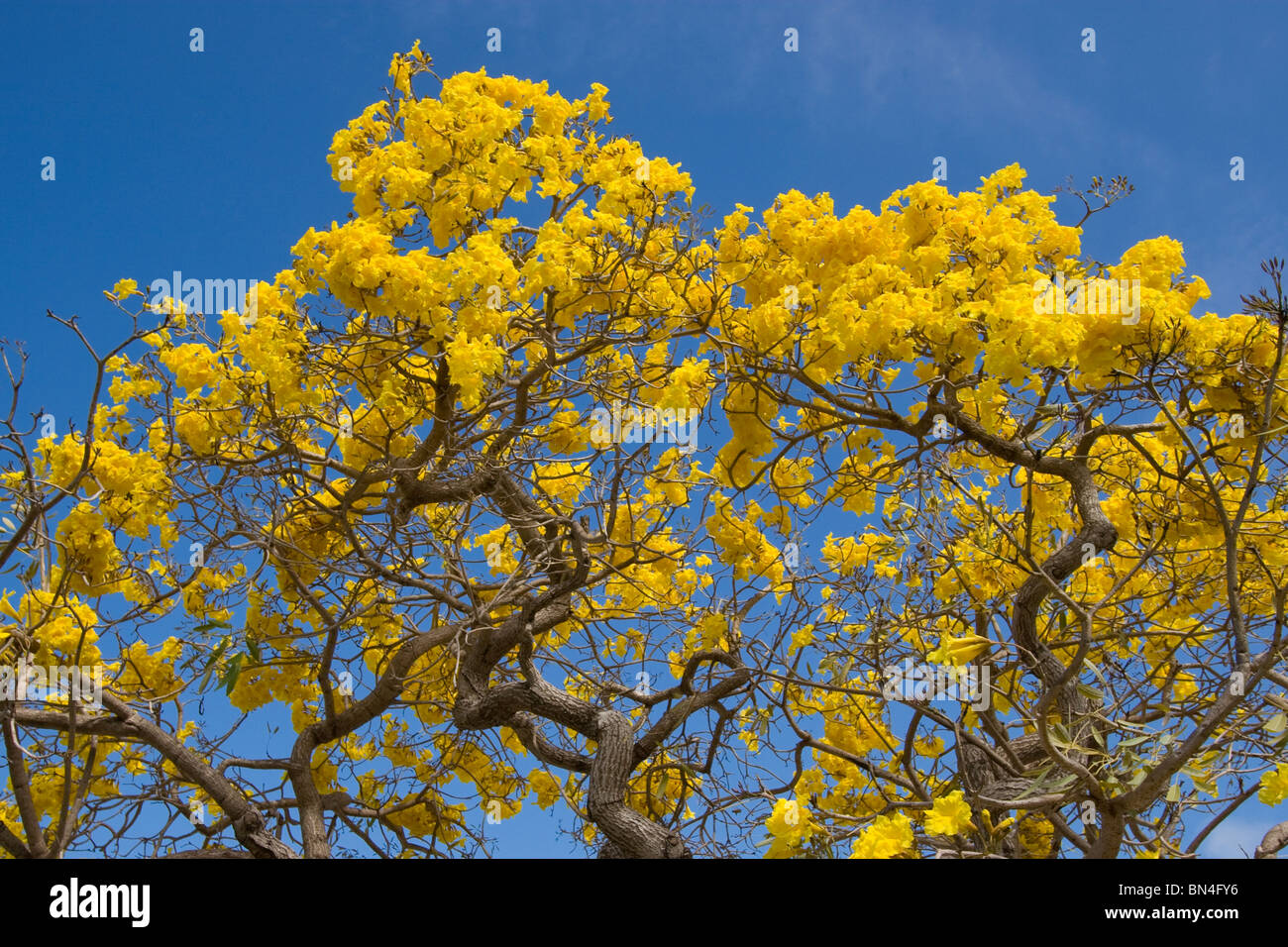 Tabebuia tree in bloom Stock Photo - Alamy