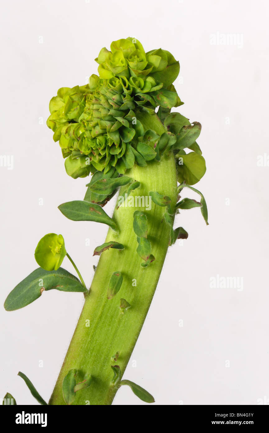 Apical meristem hi-res stock photography and images - Alamy