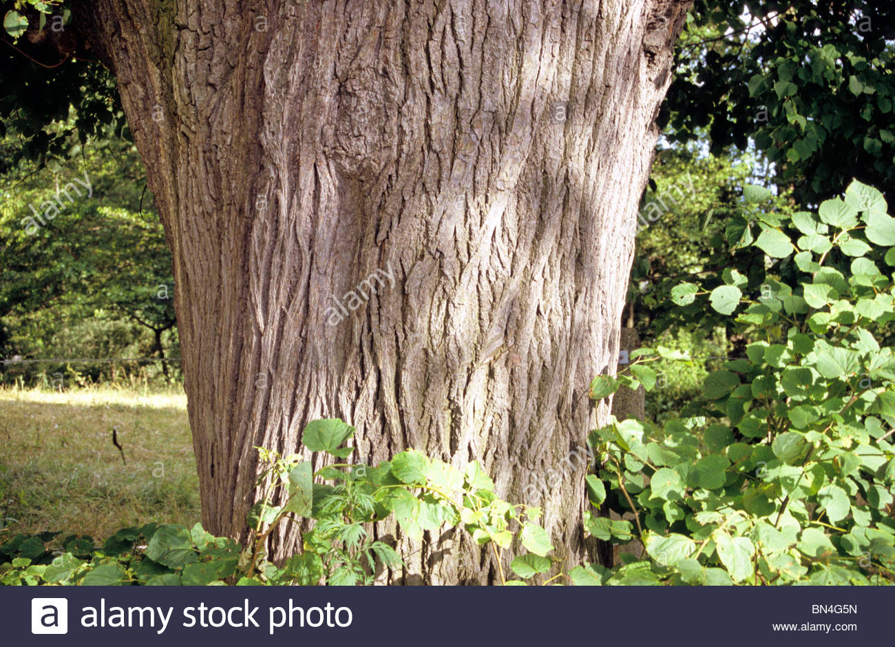 Lime Bark High Resolution Stock Photography and Images - Alamy