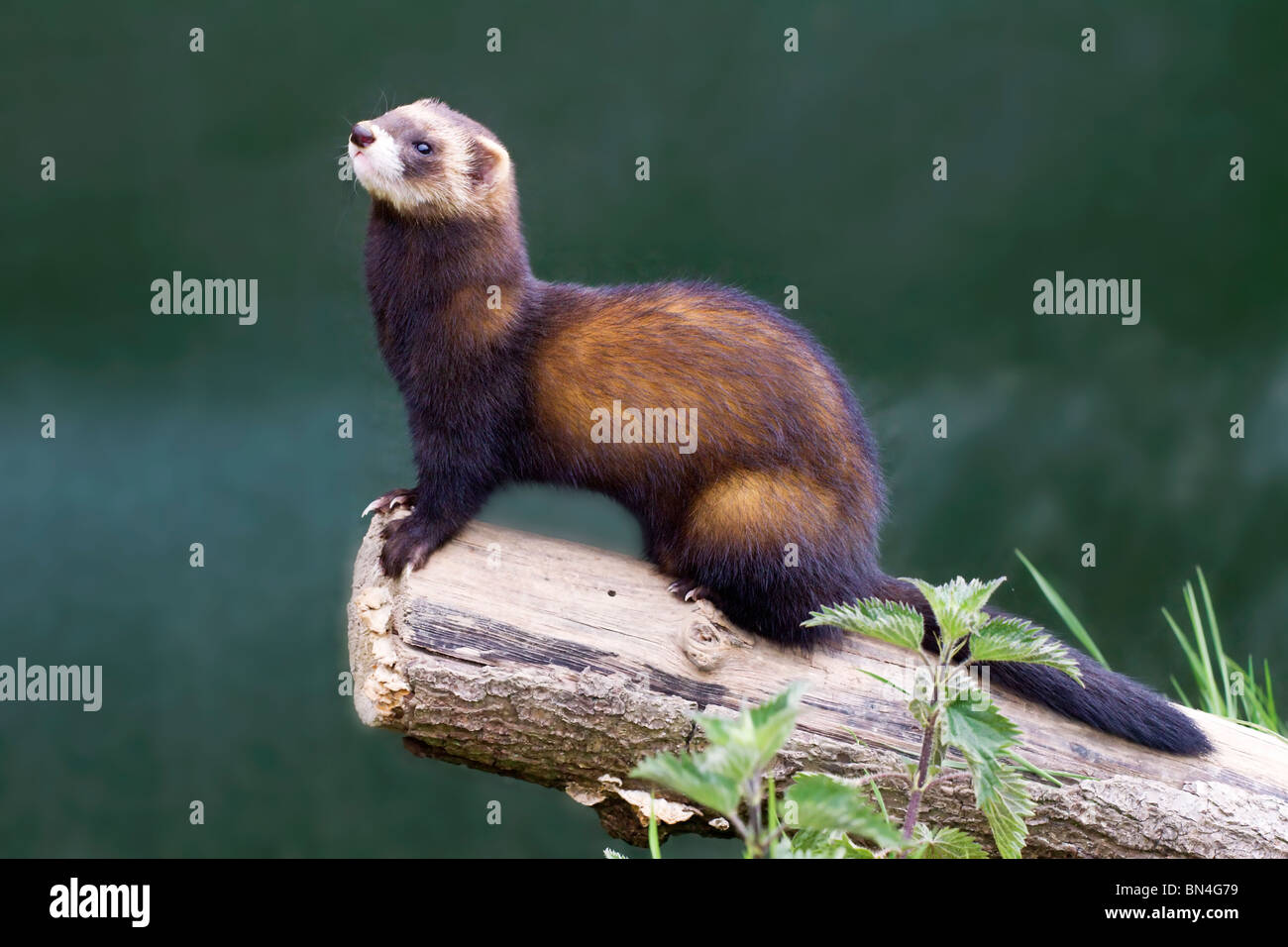 European/ British Polecat/Mustela putorius Stock Photo - Alamy