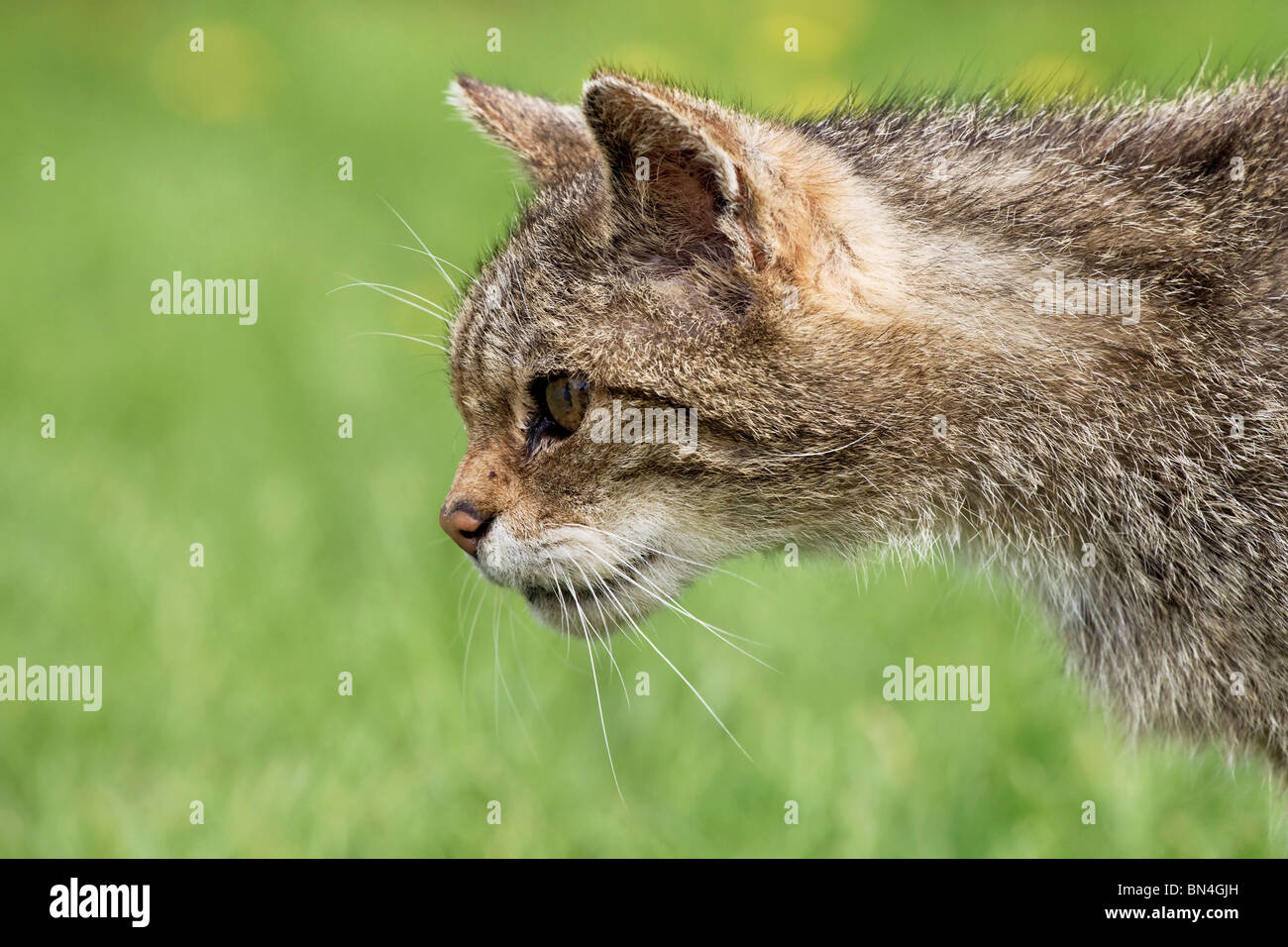Rare wildcat hi-res stock photography and images - Alamy