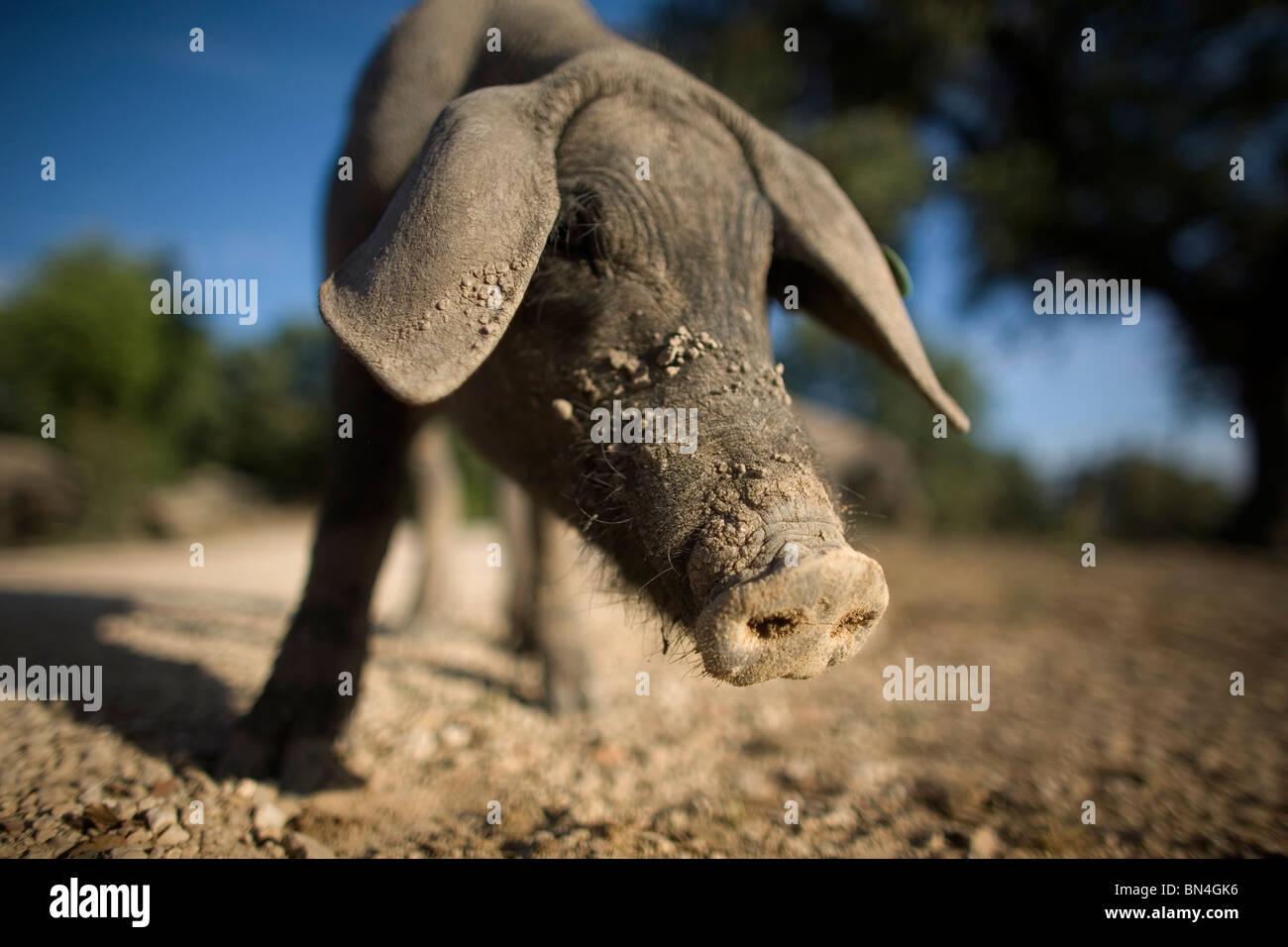 A Spanish Iberian pig walks in the countryside in Prado del Rey, Sierra ...