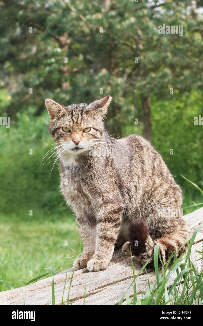 Scottish wildcat close up head hi-res stock photography and images - Alamy