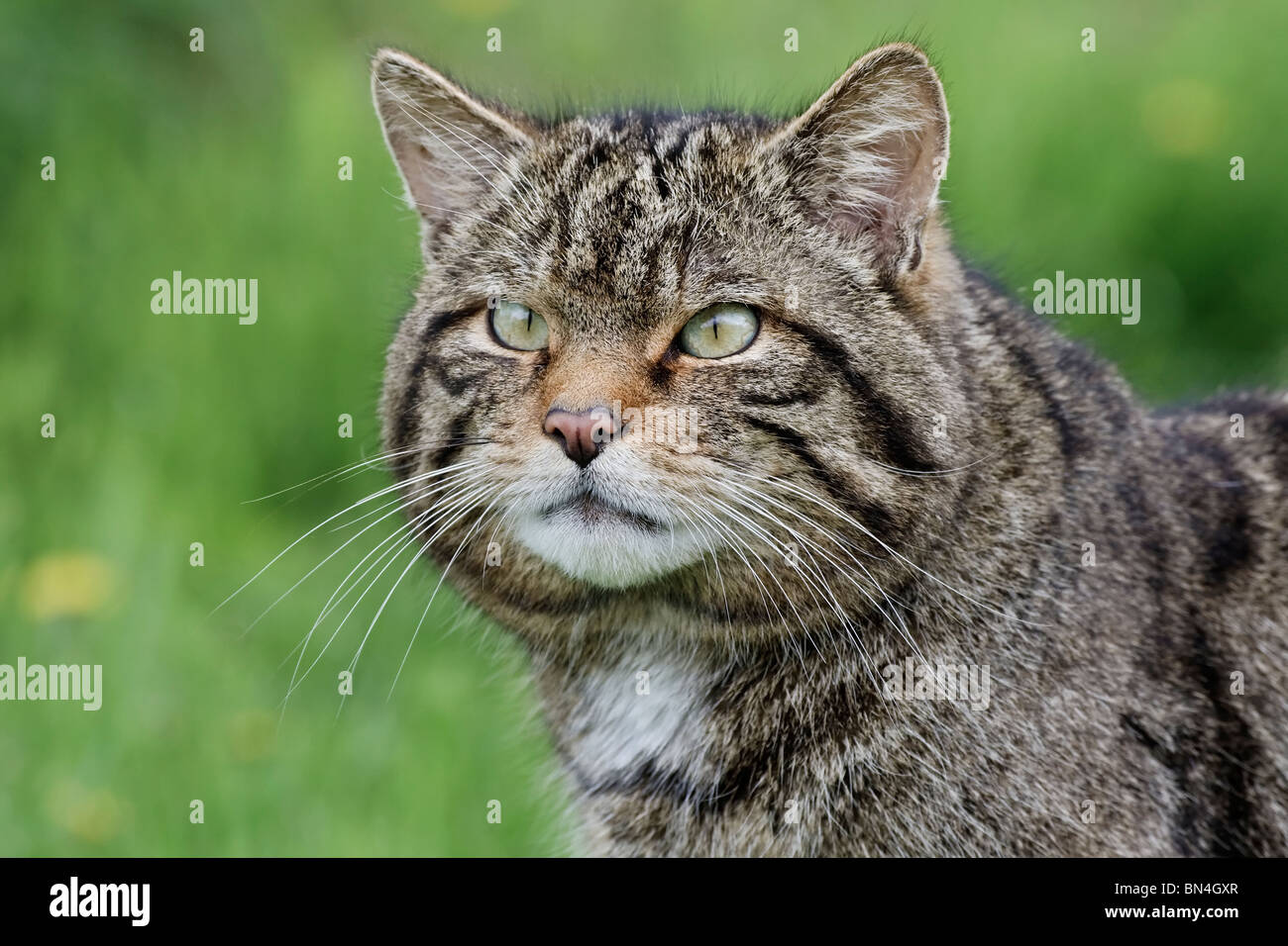 Scottish wildcat head hi-res stock photography and images - Alamy