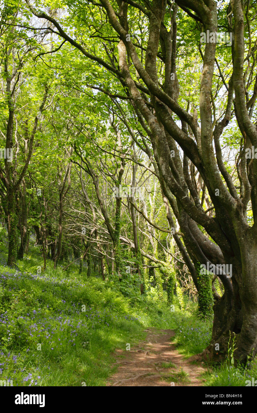 Shaded path through old woodland with spring growth and bluebells Stock ...