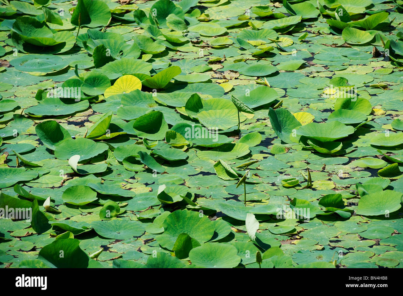 Nymphaea leaves hi-res stock photography and images - Alamy