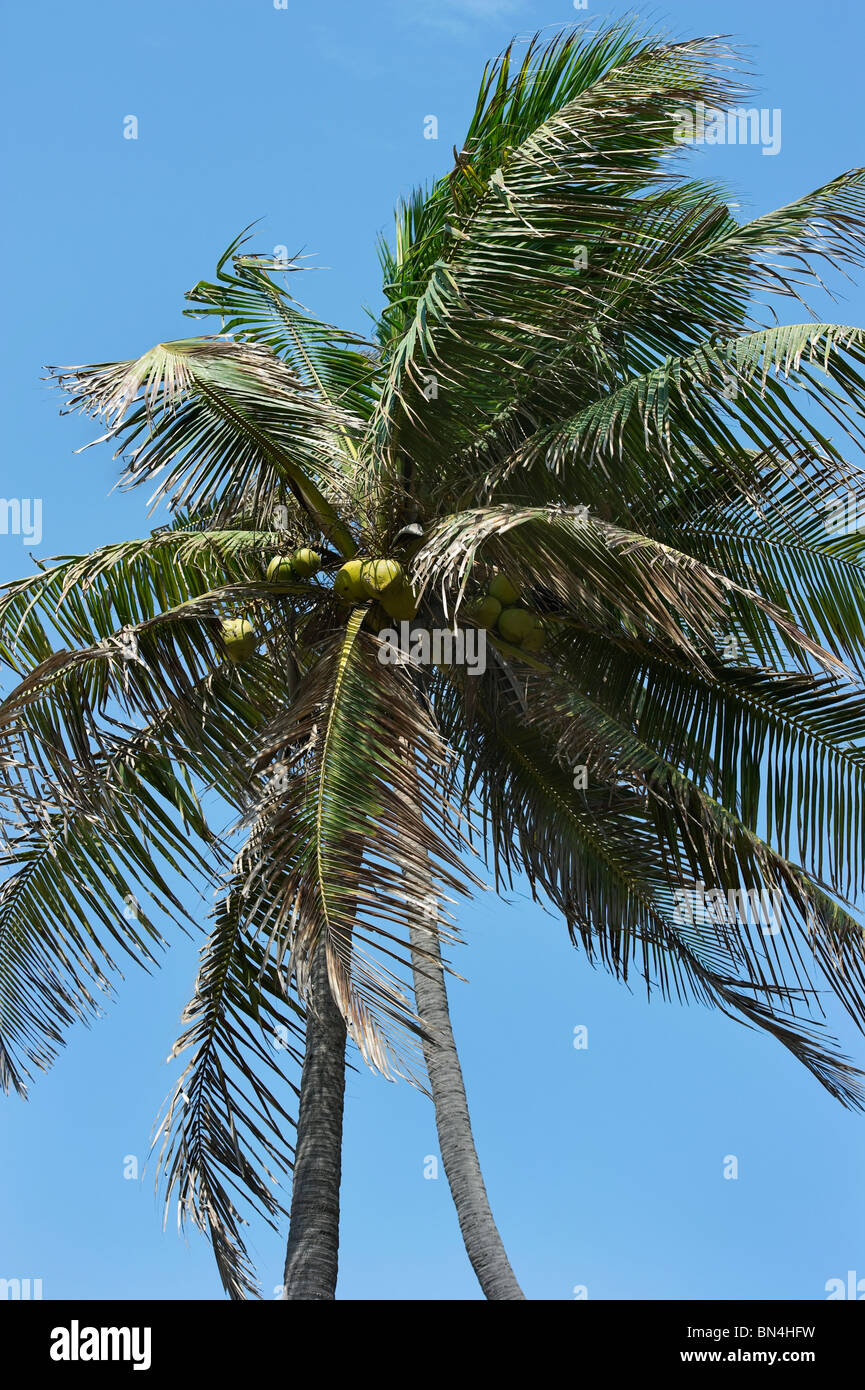India Tamil Nadu Mamallapuram coco-palms Stock Photo - Alamy