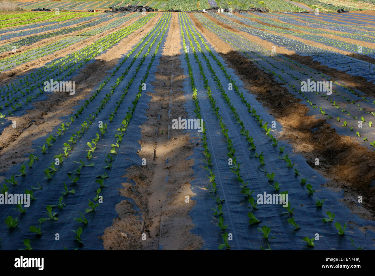 Vegetable plants are being grown in a protective environment of plastic ...