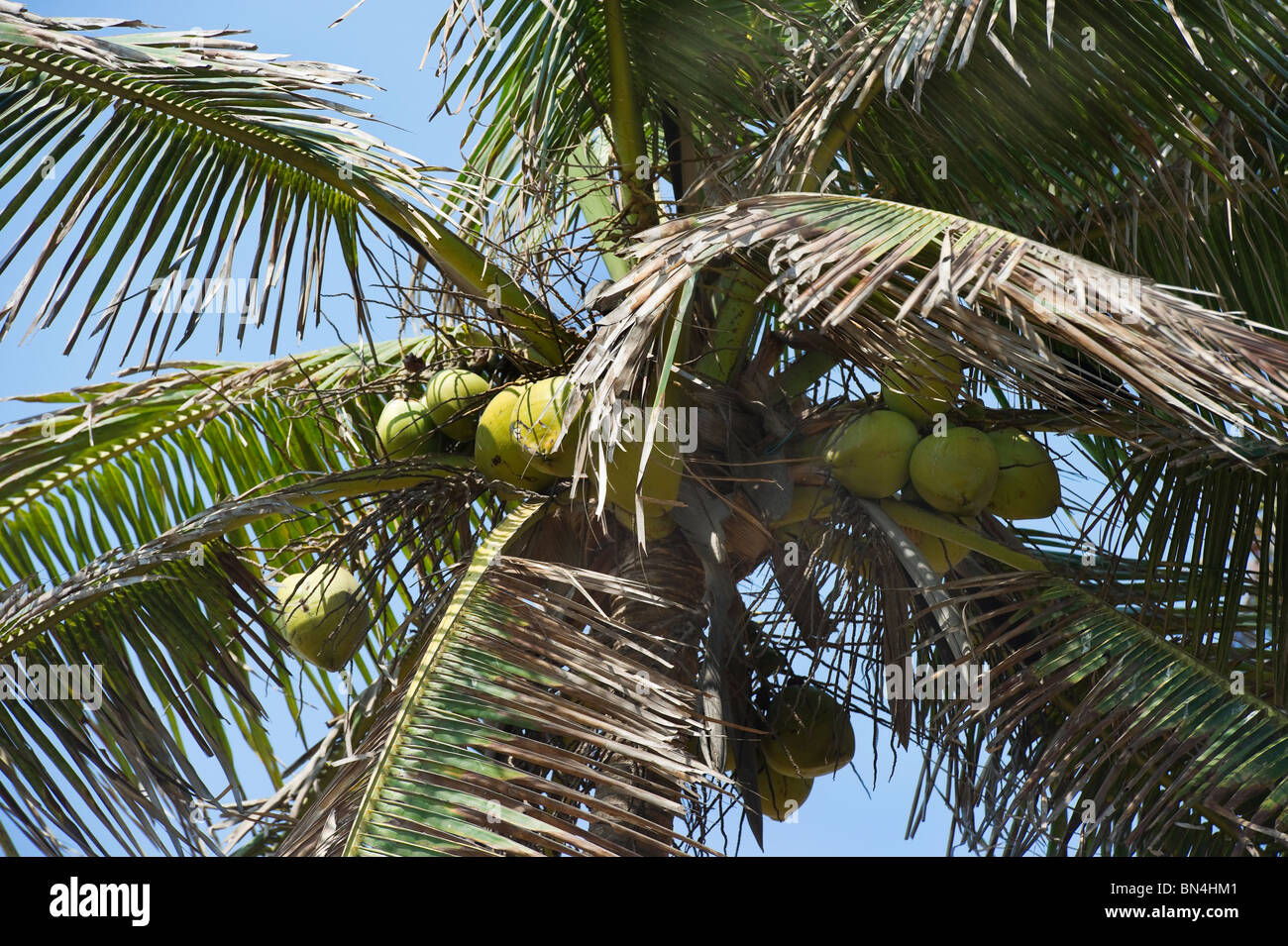 Coconuts trees india hi-res stock photography and images - Alamy