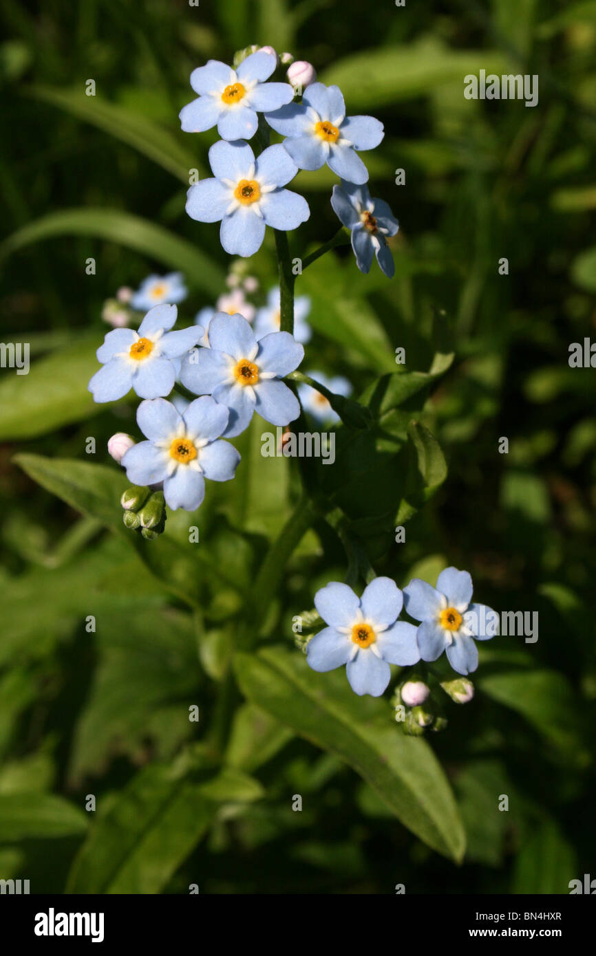 Water forget-me-not Myosotis scorpioides Taken In Cumbria, UK Stock ...