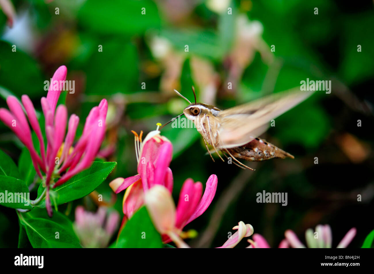 A White-lined sphinx moth, Common name Hawkmoth or Hummingbird moth ...