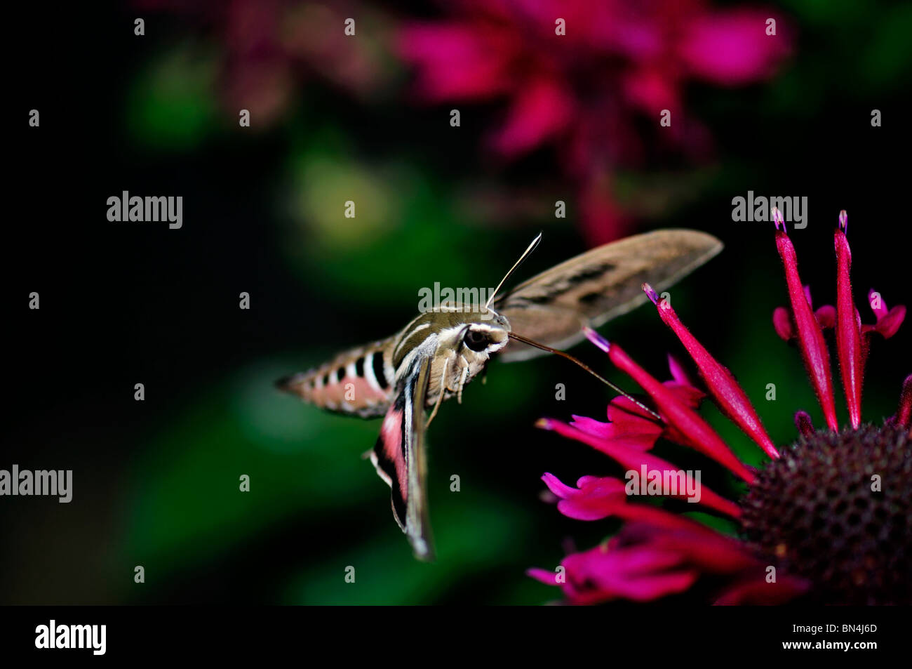 Sphinx moth hi-res stock photography and images - Alamy