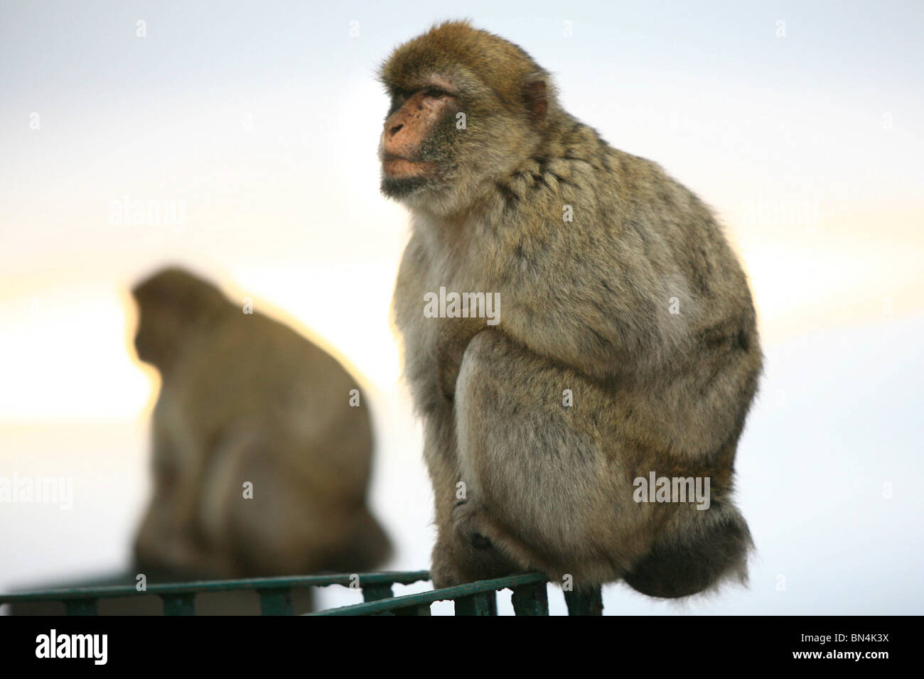 Gibraltar, Barbary Macaque (Macaca sylvanus Stock Photo - Alamy