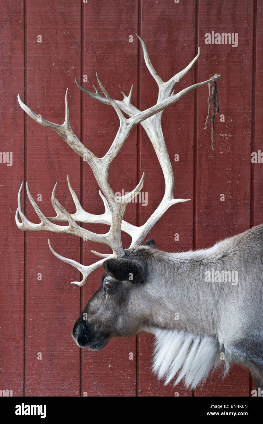 Funny deer british hi-res stock photography and images - Alamy