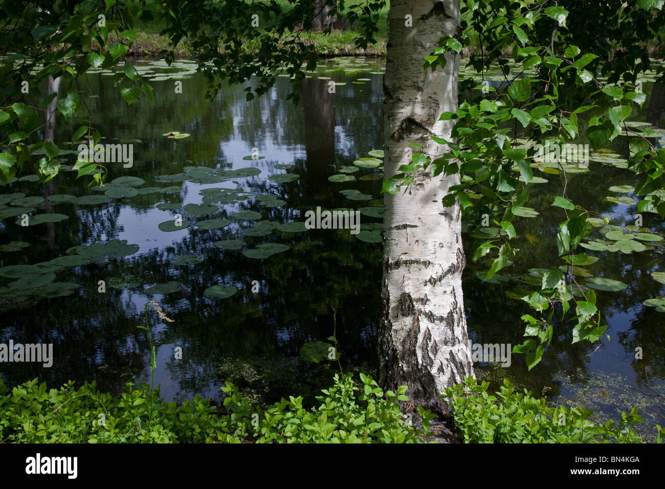 Birch tree lake hi-res stock photography and images - Alamy
