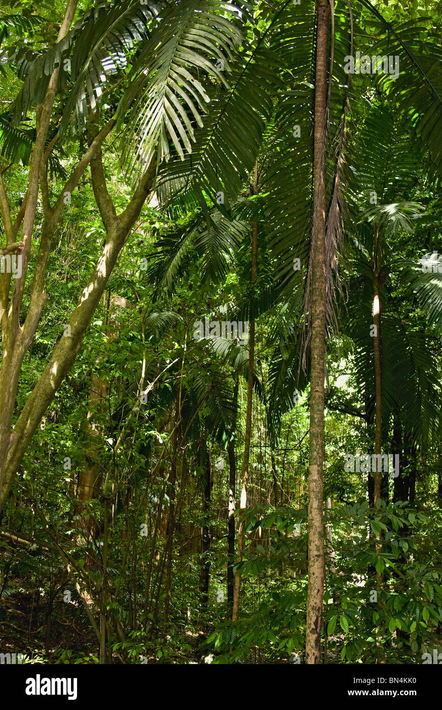 Barbados forest hi-res stock photography and images - Alamy