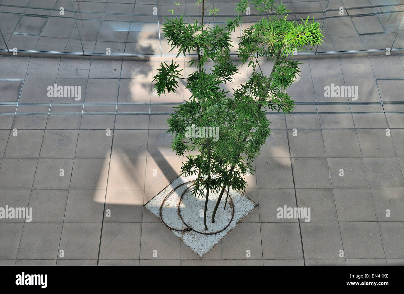 High angle shot of bamboo tree growing out of a gray stone pavement ...