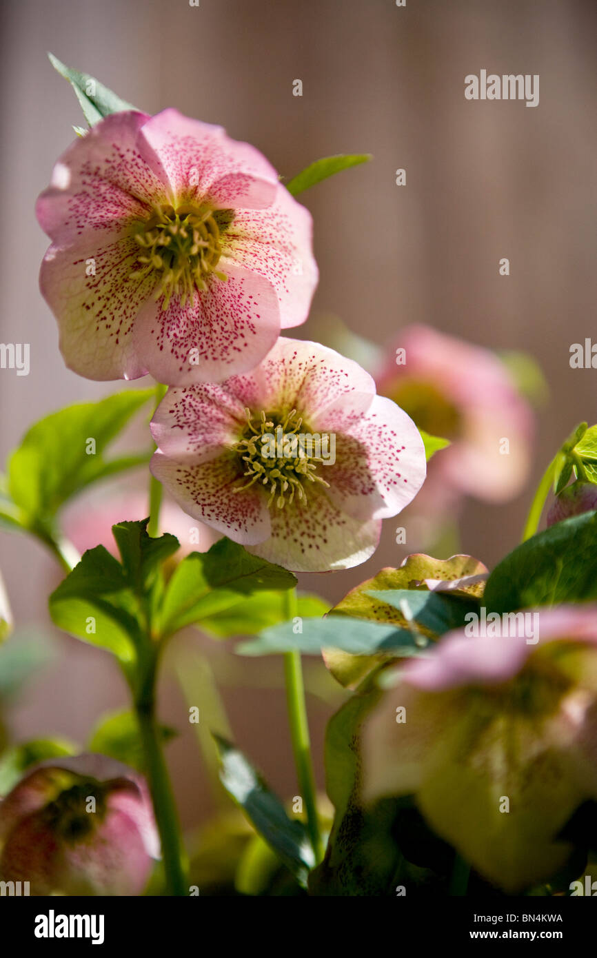 Open hellebore flower hi-res stock photography and images - Alamy