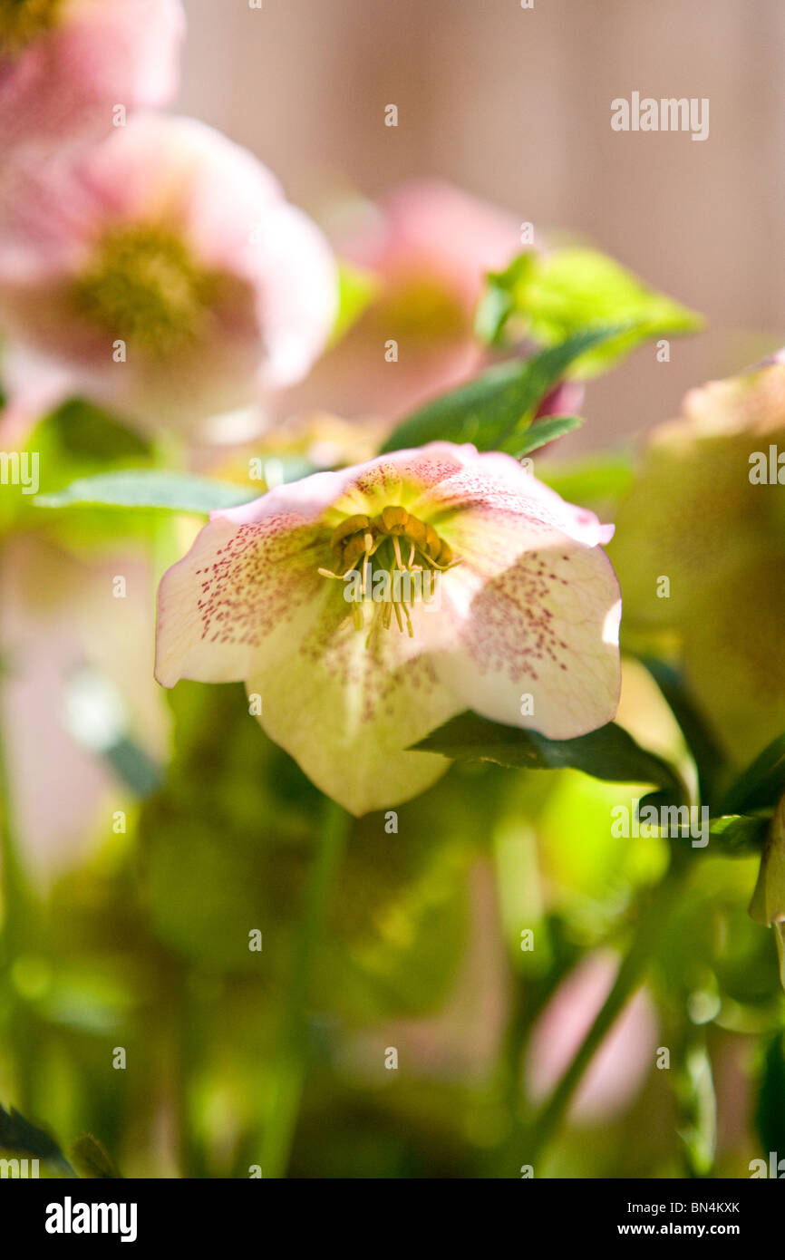 Open hellebore flower hi-res stock photography and images - Alamy