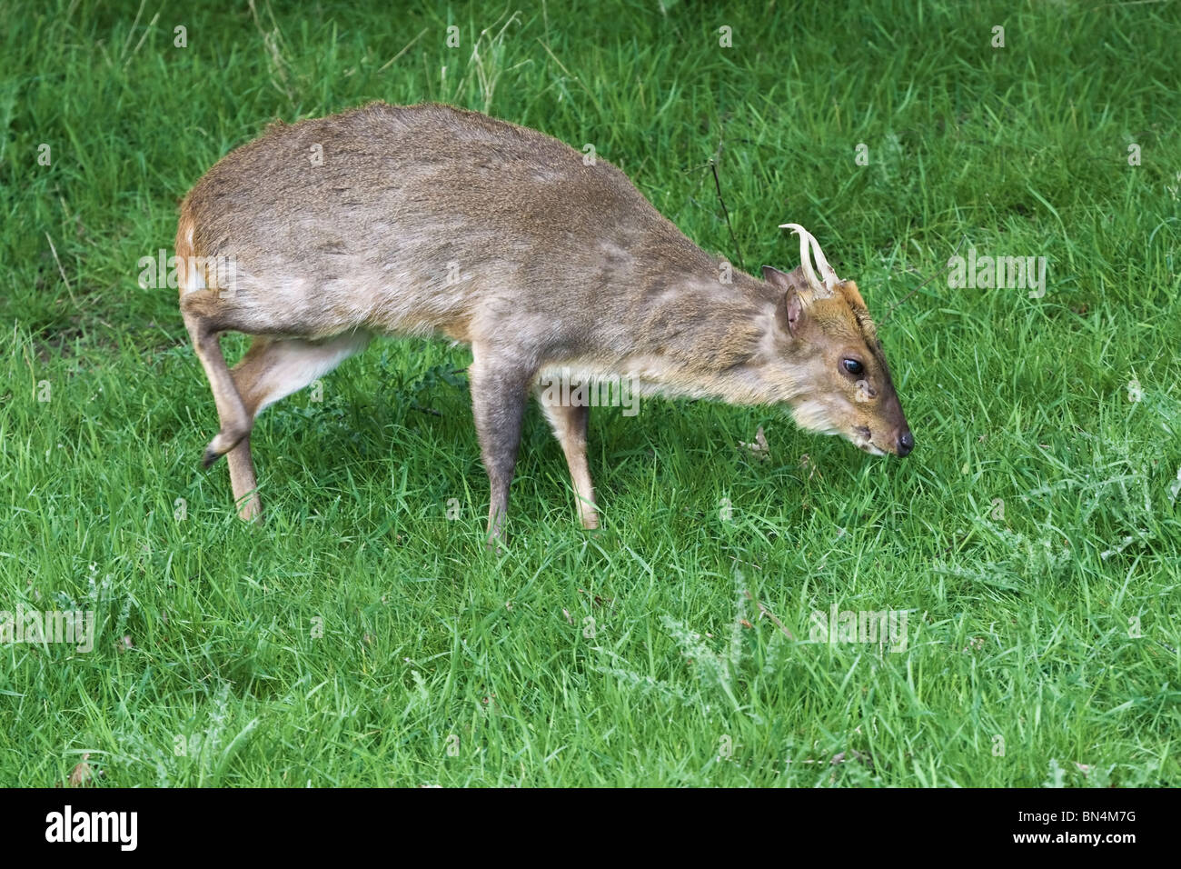 Muntjac female and male hi-res stock photography and images - Alamy