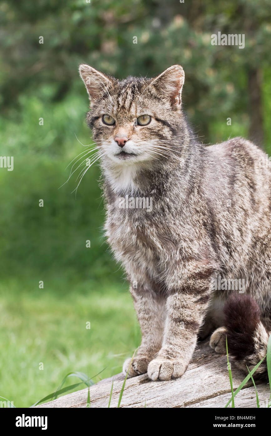 Rare wildcat hi-res stock photography and images - Alamy