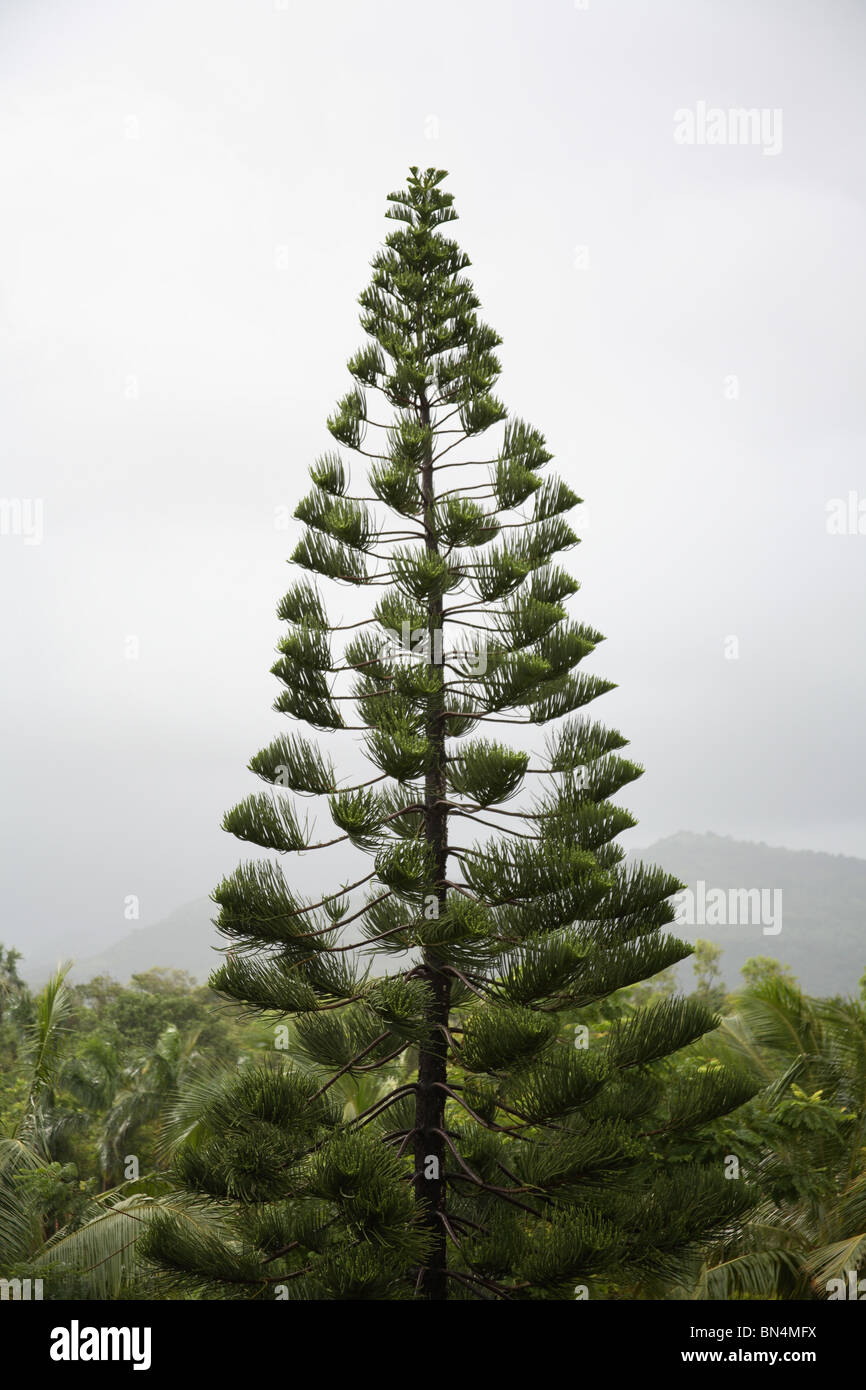 Triangular shaped tree hi-res stock photography and images - Alamy