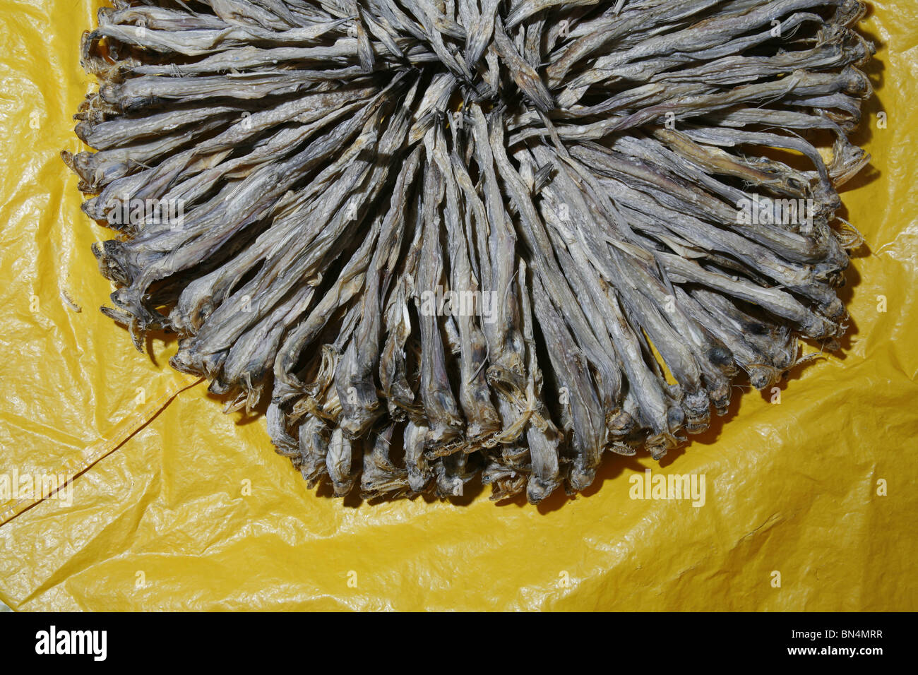 Bombil Fish High Resolution Stock Photography and Images - Alamy