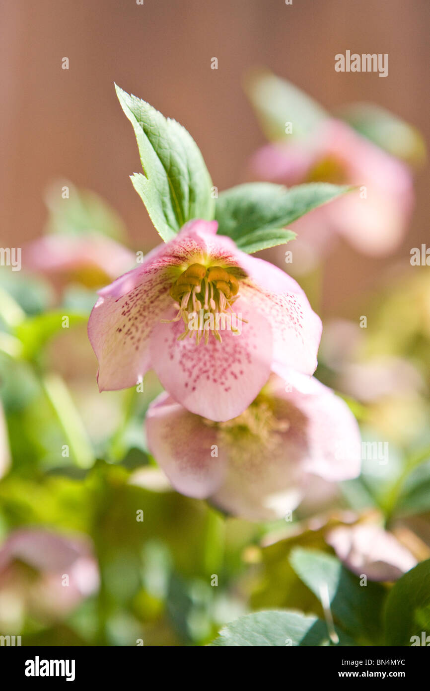 Hellebore or Lenten rose flowers Stock Photo - Alamy