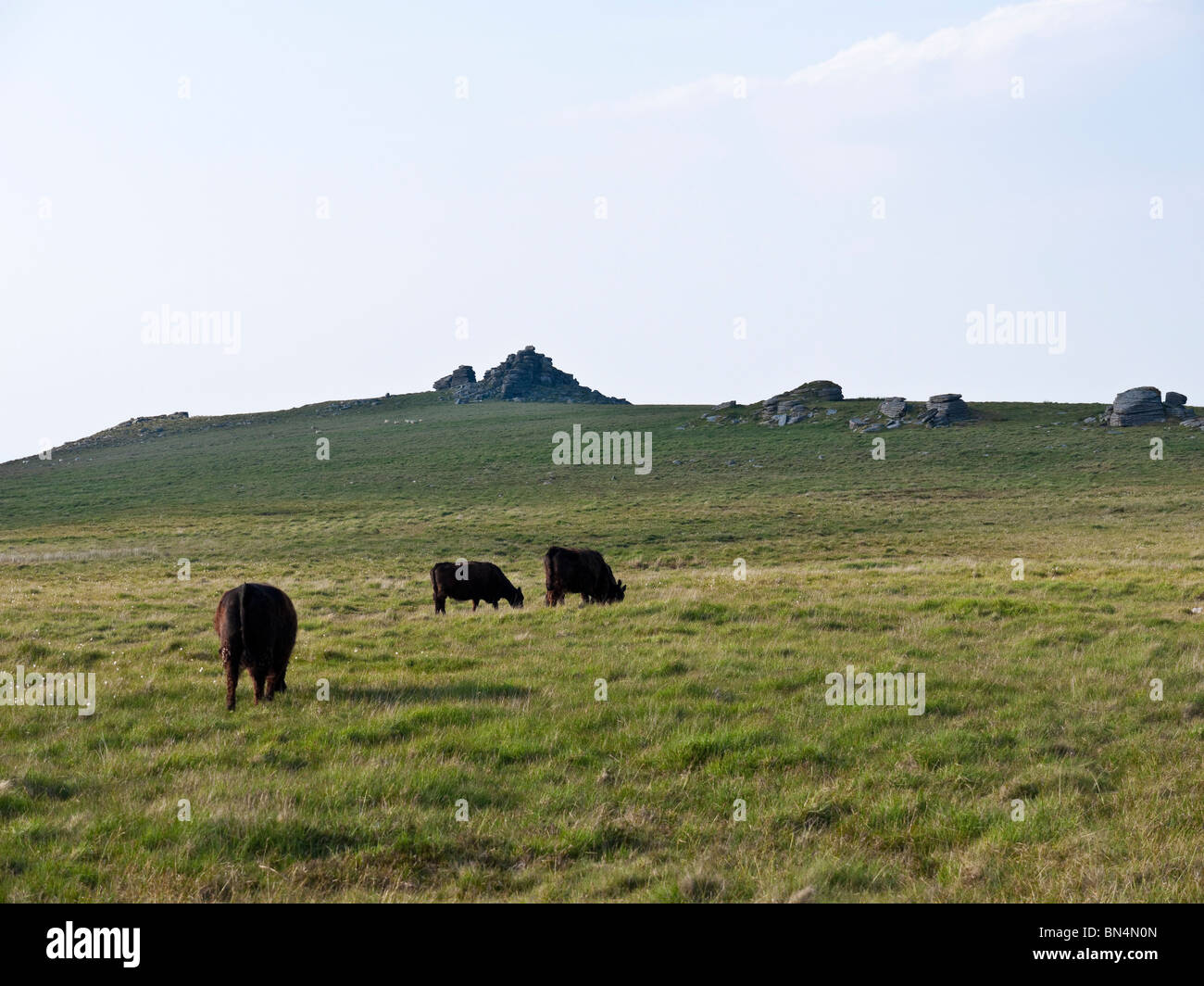 West Mill Tor in Okehampton Range Dartmoor NP Devon UK Stock Photo - Alamy
