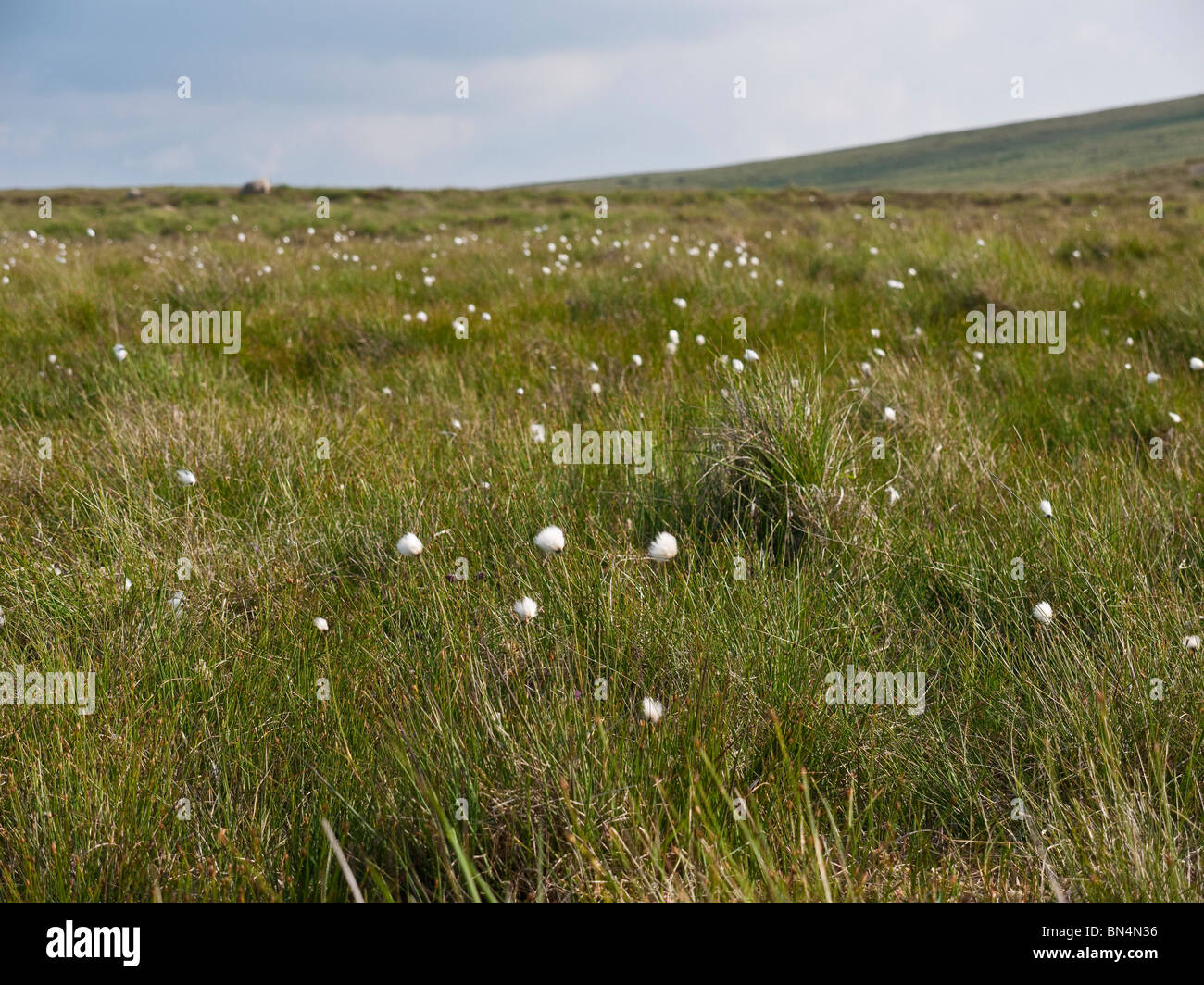 Boggy Areas Hi res Stock Photography And Images Alamy boggy-areas-hi-res-stock-photography-and-images-alamy