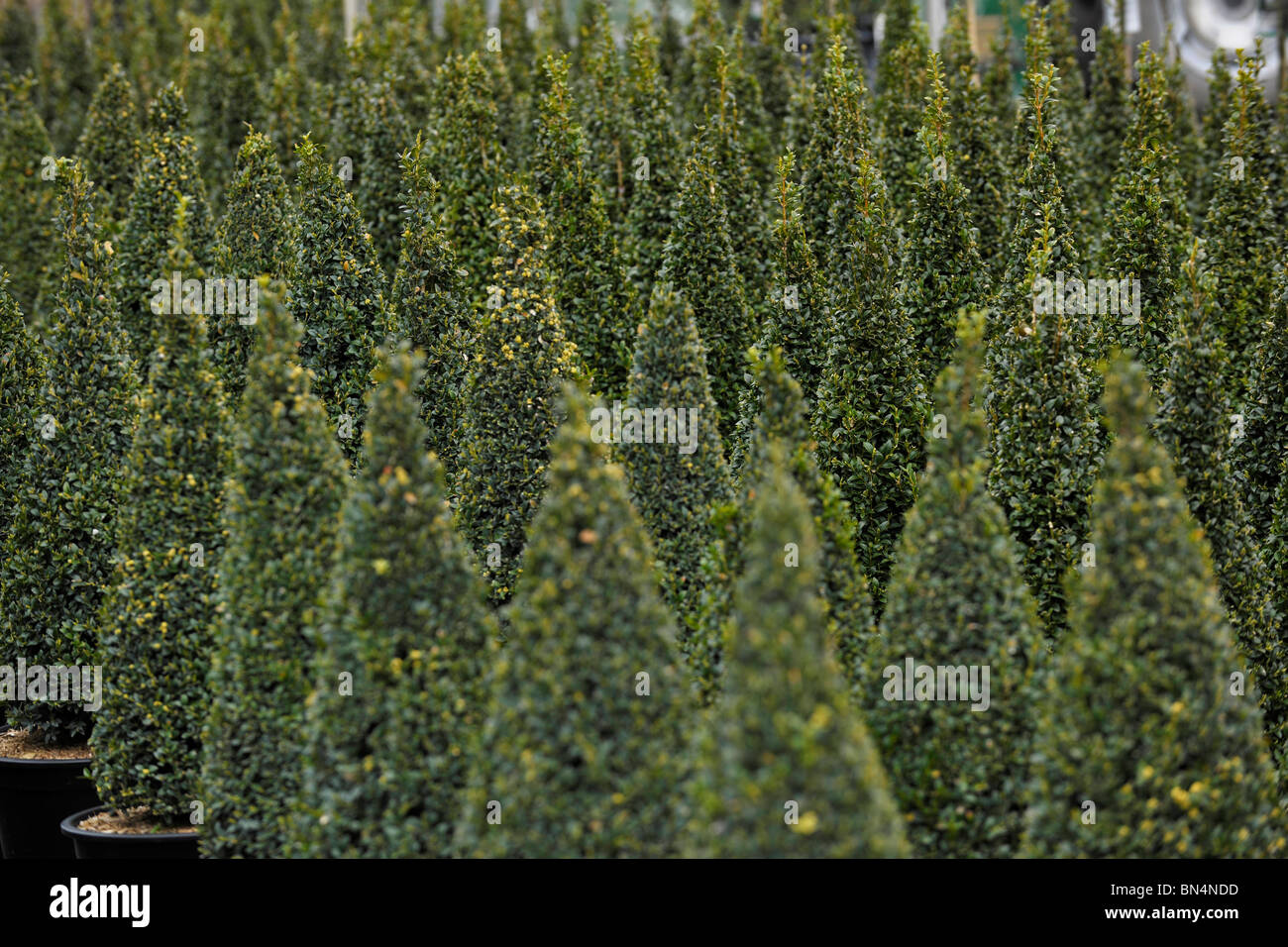 rows of topiary shrubs Stock Photo - Alamy