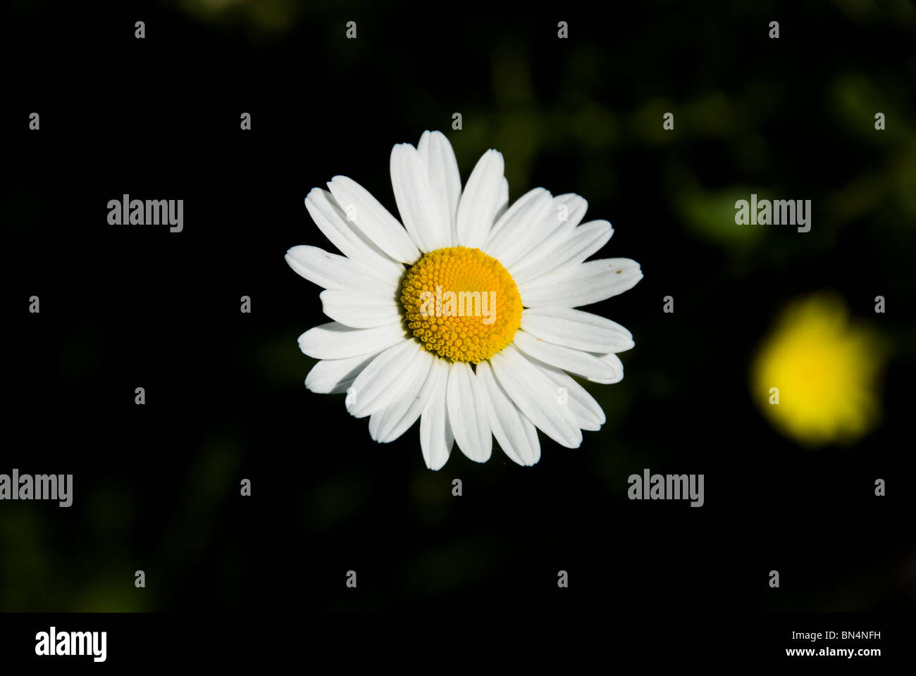 Rare daisy hi-res stock photography and images - Alamy