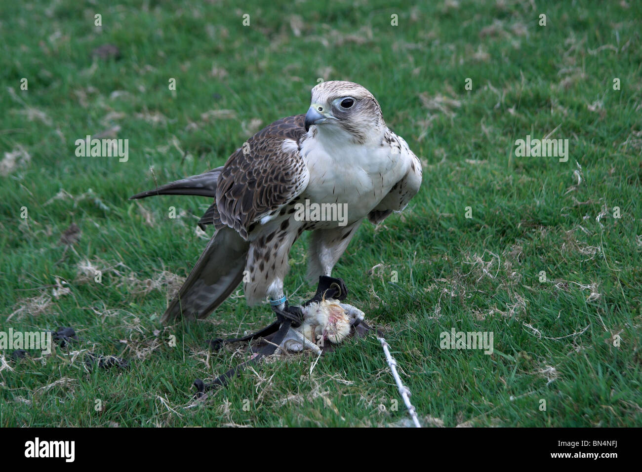 Falcon falconry hi-res stock photography and images - Alamy