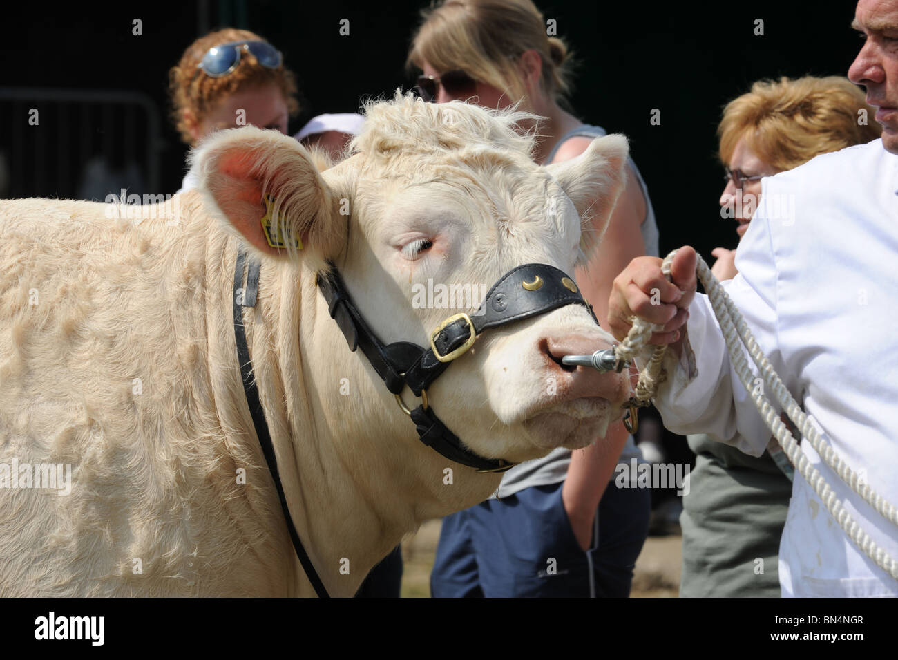 Show Charolais Bull High Resolution Stock Photography and Images - Alamy