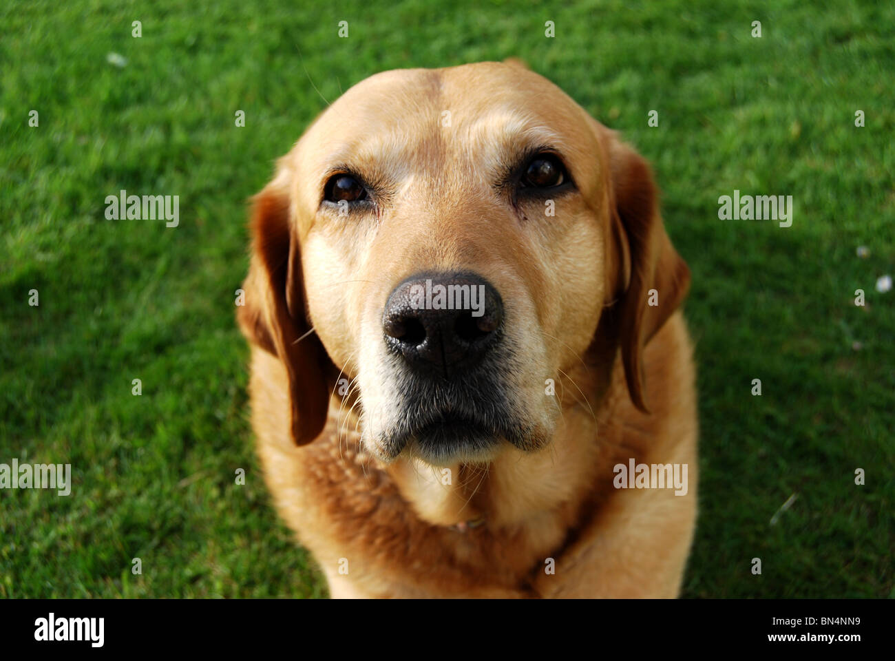 Golden Retriver portrait Stock Photo - Alamy